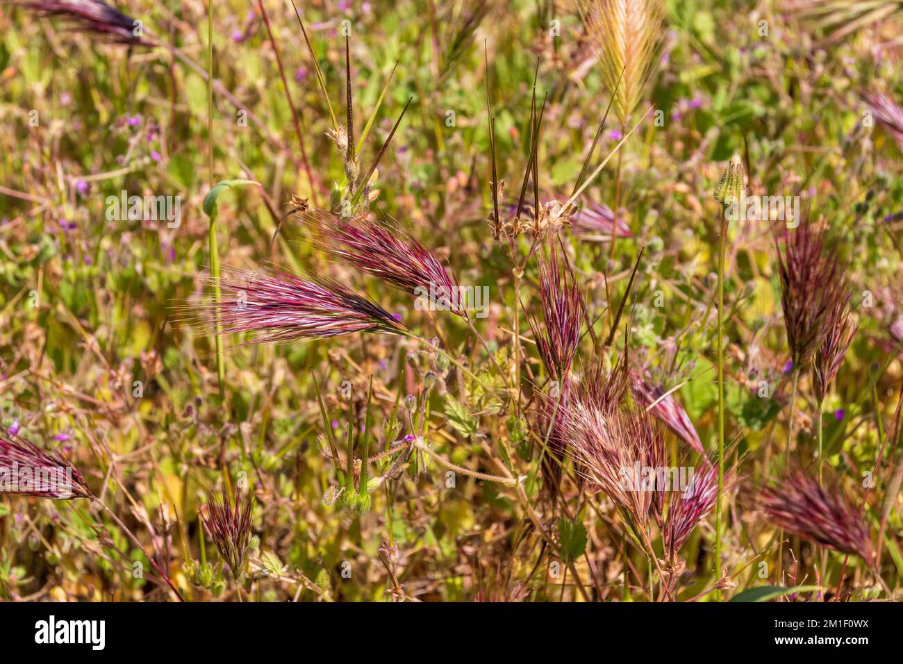 Anisantha rubens hi-res stock photography and images - Alamy