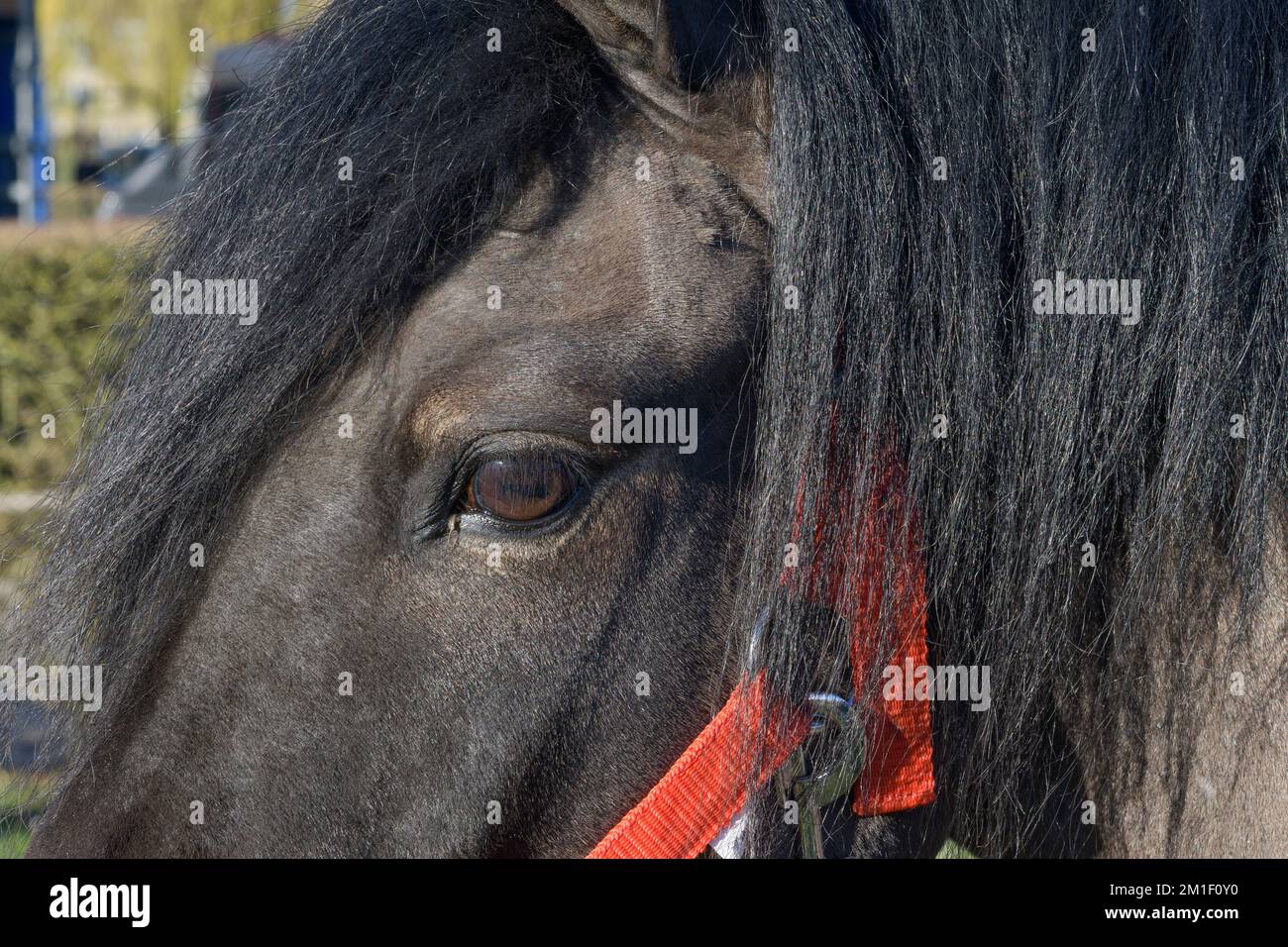 Head and eye of a brown horse. Close-up. red bridle Stock Photo - Alamy