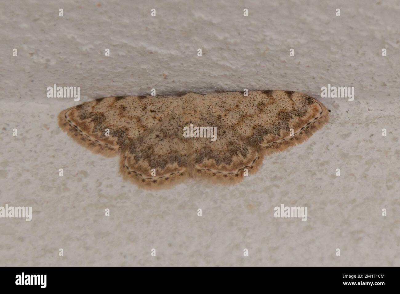 Scopula submutata, Mediterranean lace border moth Stock Photo - Alamy