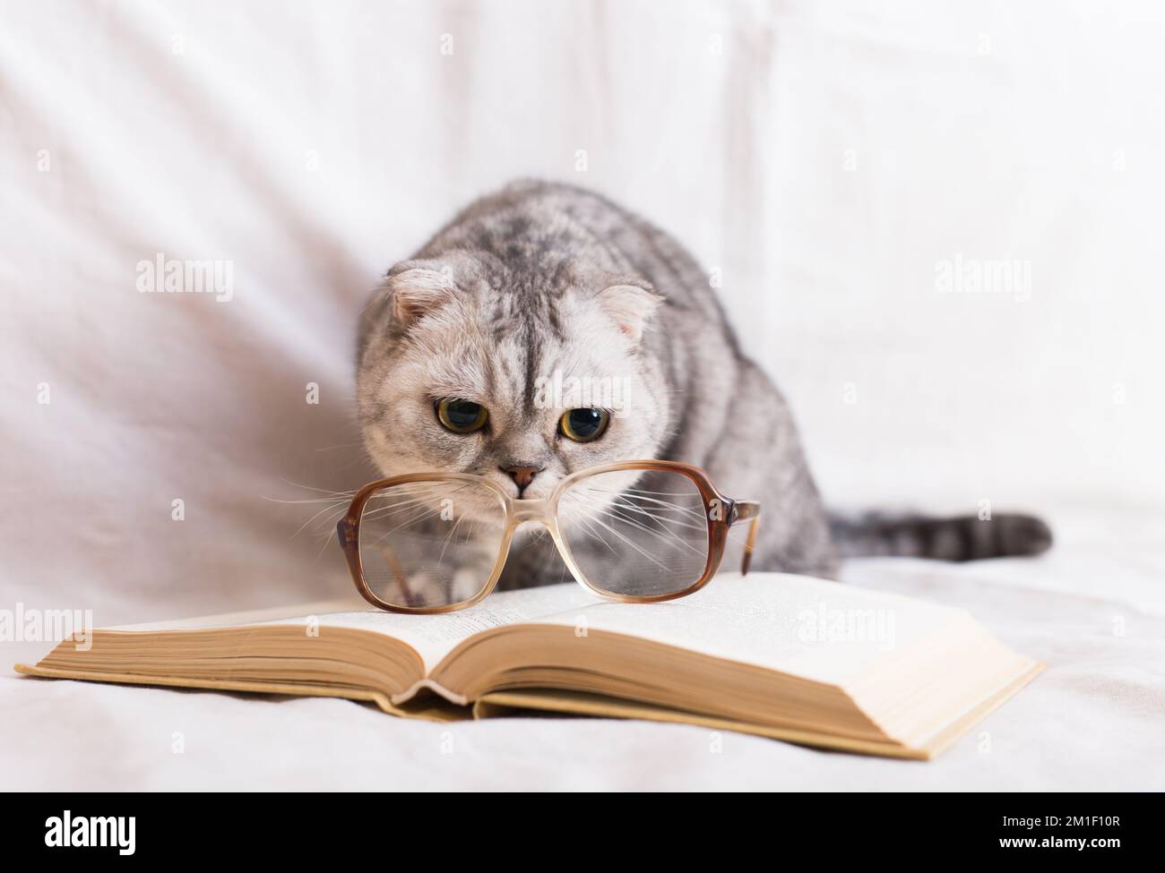 Interested gray striped scottish fold cat sitting near open book and ...
