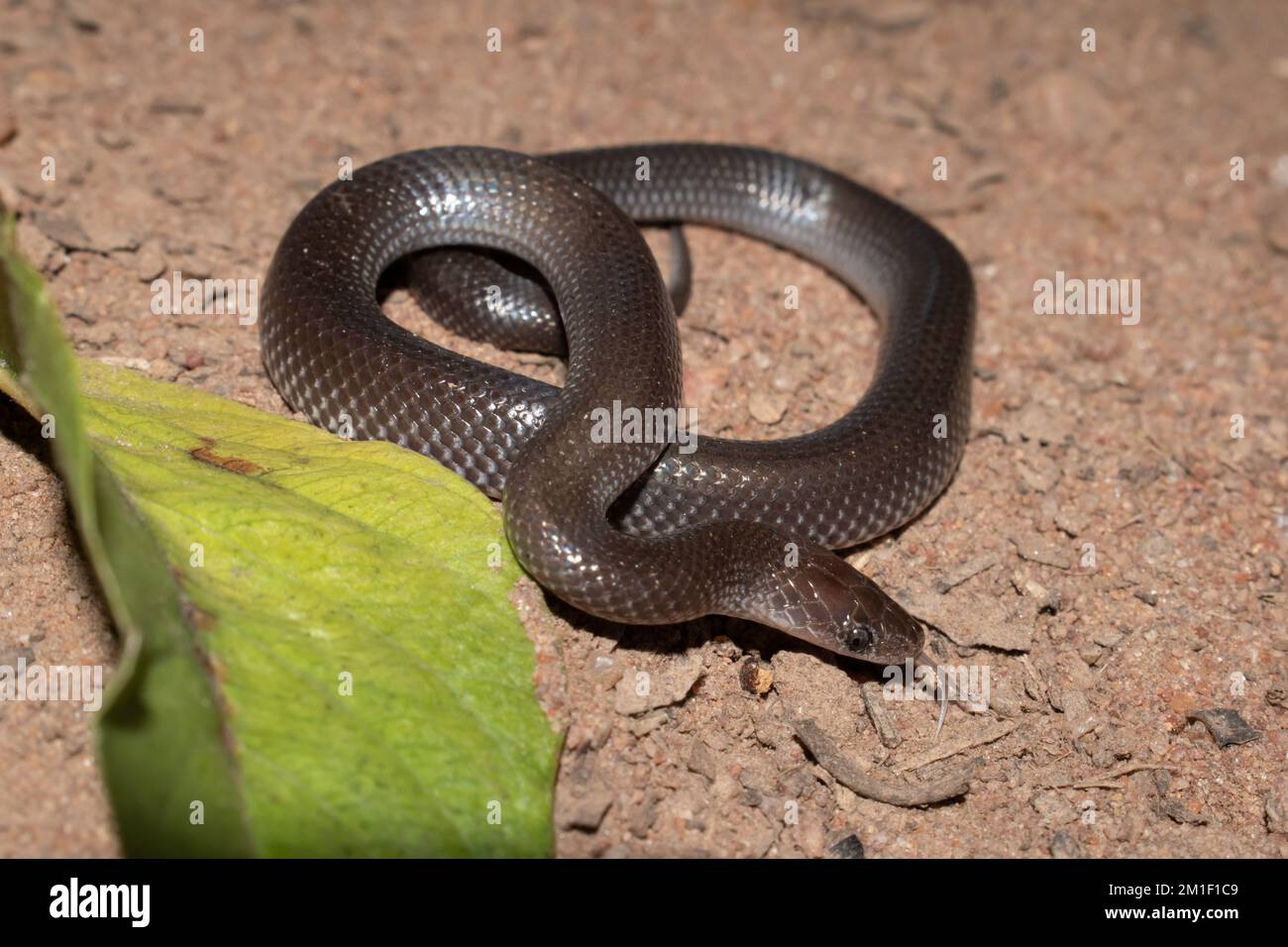 Common wolf snake hi-res stock photography and images - Alamy