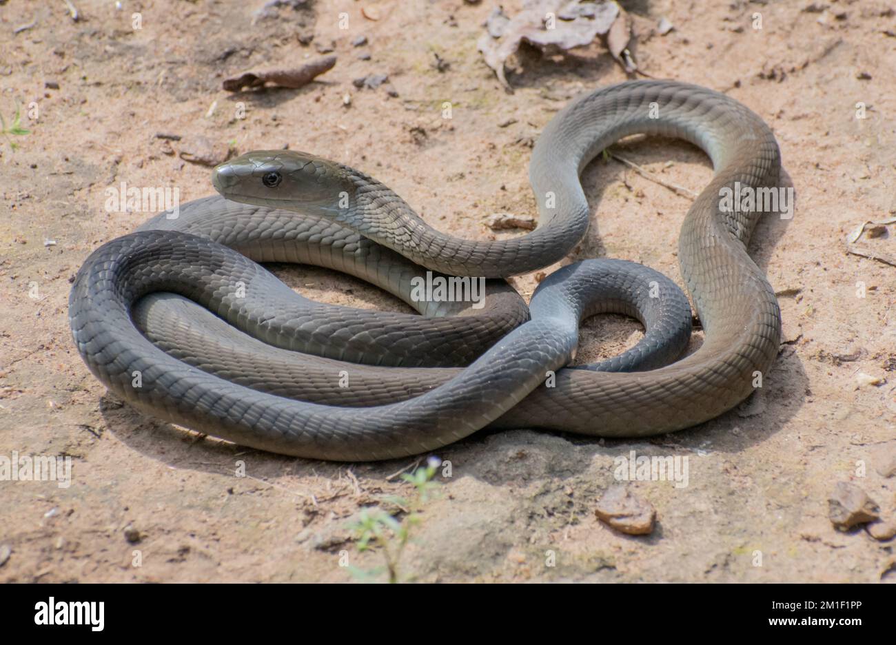 Juvenile Black mamba (Dendroaspis polylepis Stock Photo - Alamy