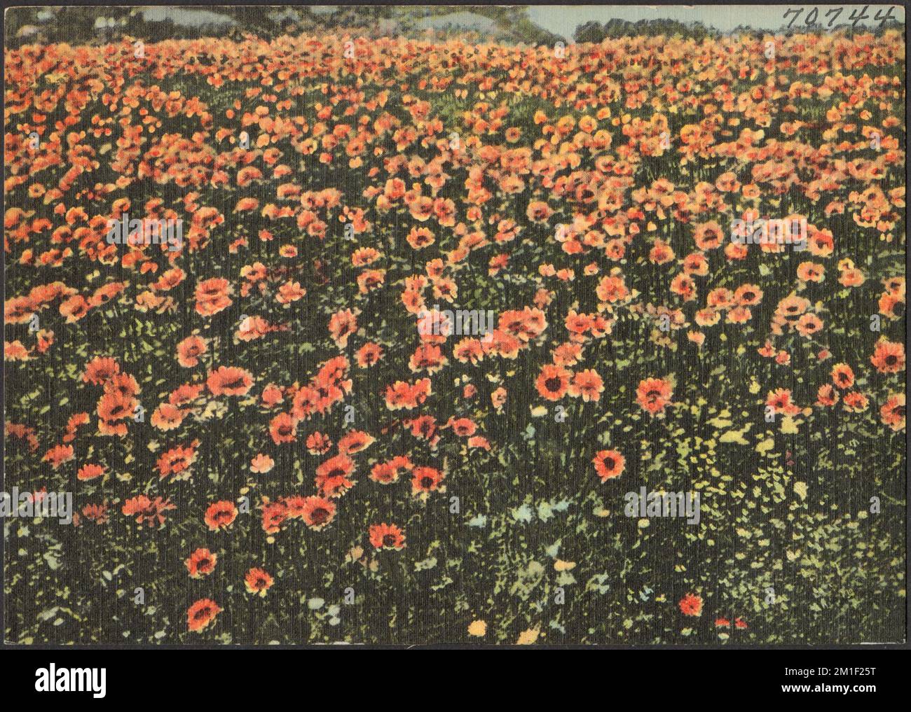 Masonic Hotel, Springbok , Flowers, Tichnor Brothers Collection ...