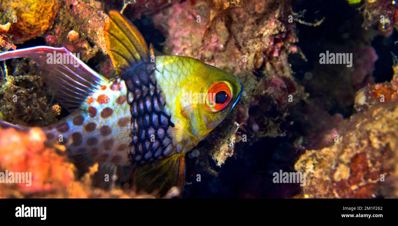 Pyjama Cardinalfish, Sphaeramia nematoptera, Coral Reef, Lembeh, North ...