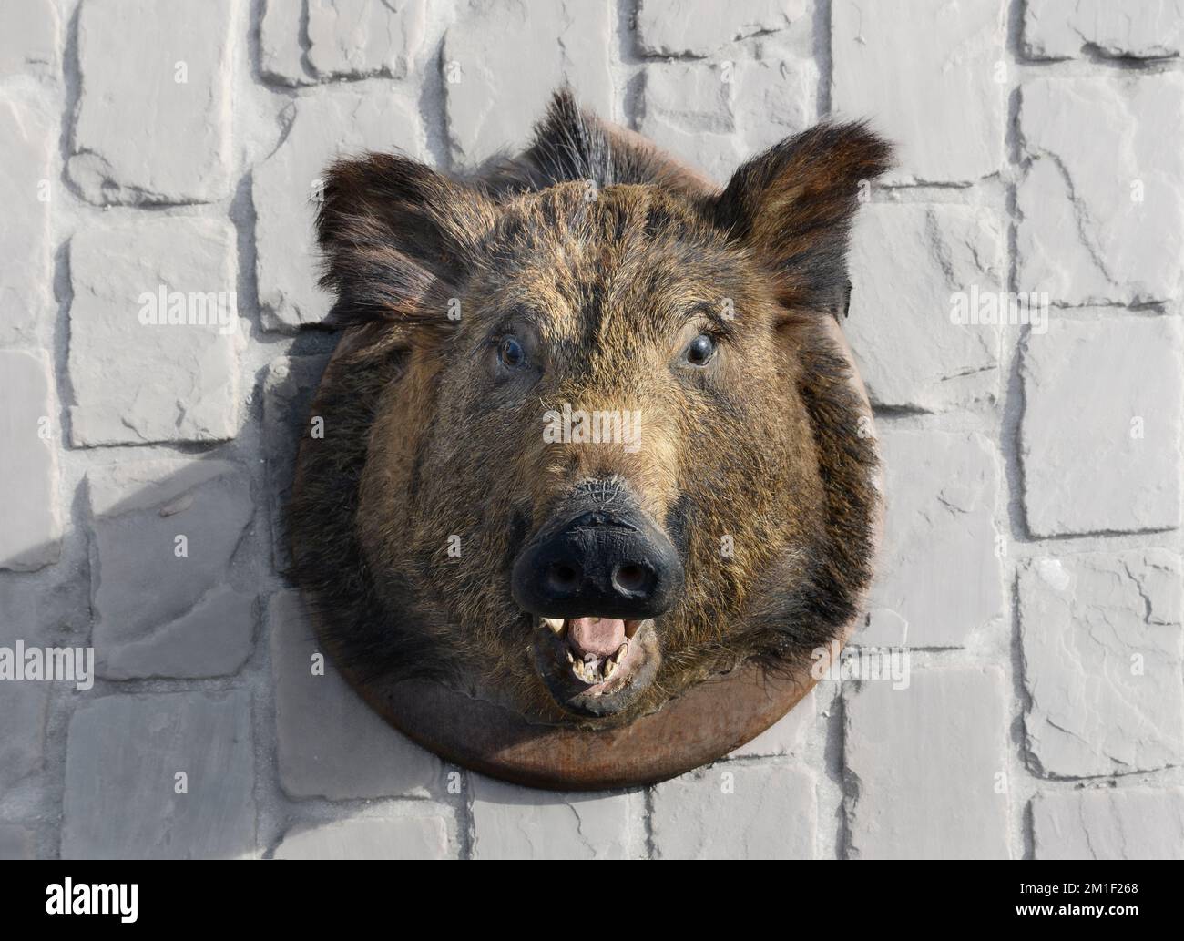 wild boar head on stone wall. Stuffed head of a wild boar Close-up ...