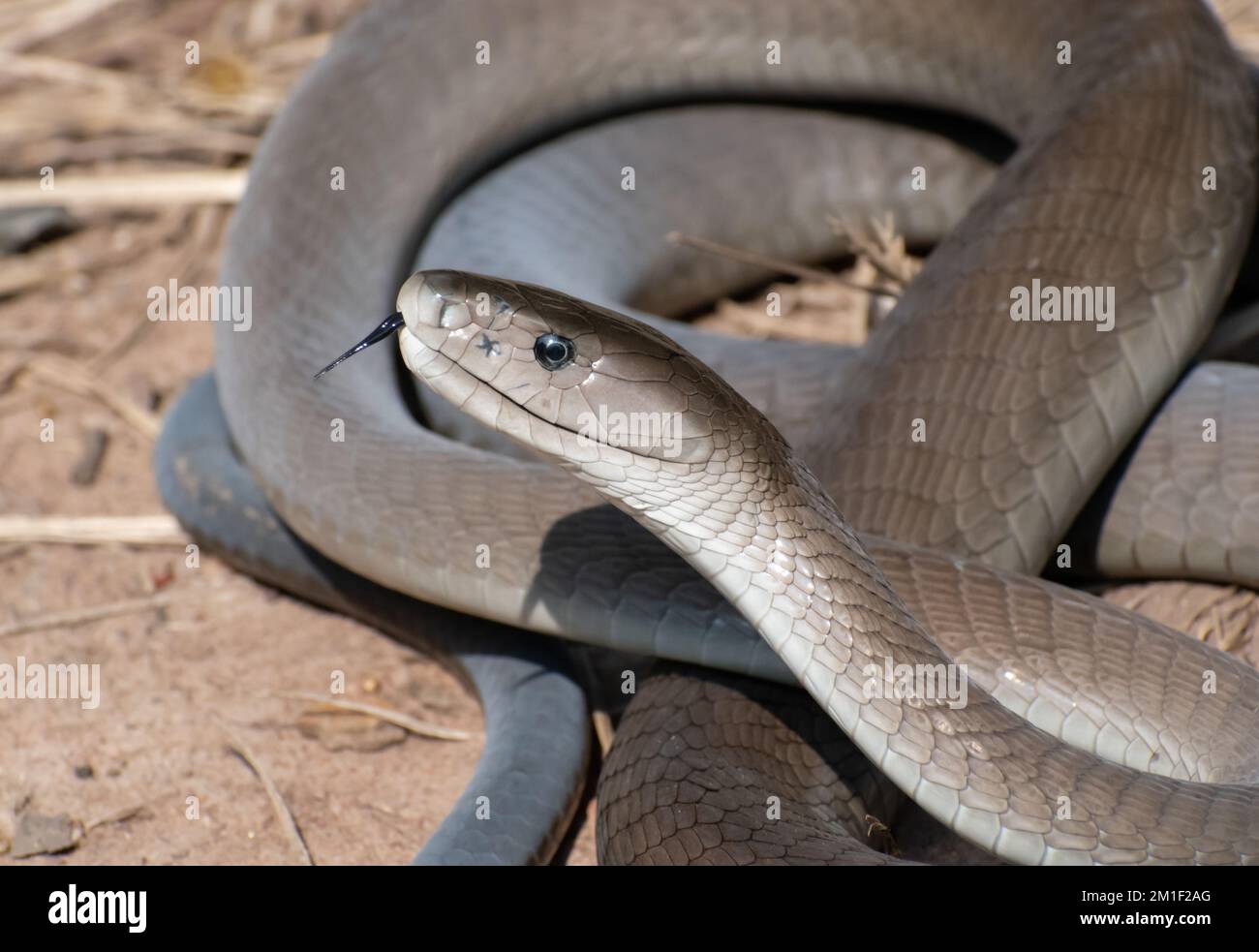 Close-up of a beautiful Black mamba (Dendroaspis polylepis Stock Photo ...