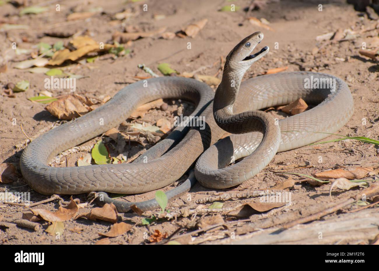 Black mamba (Dendroaspis polylepis) prepared to strike Stock Photo - Alamy