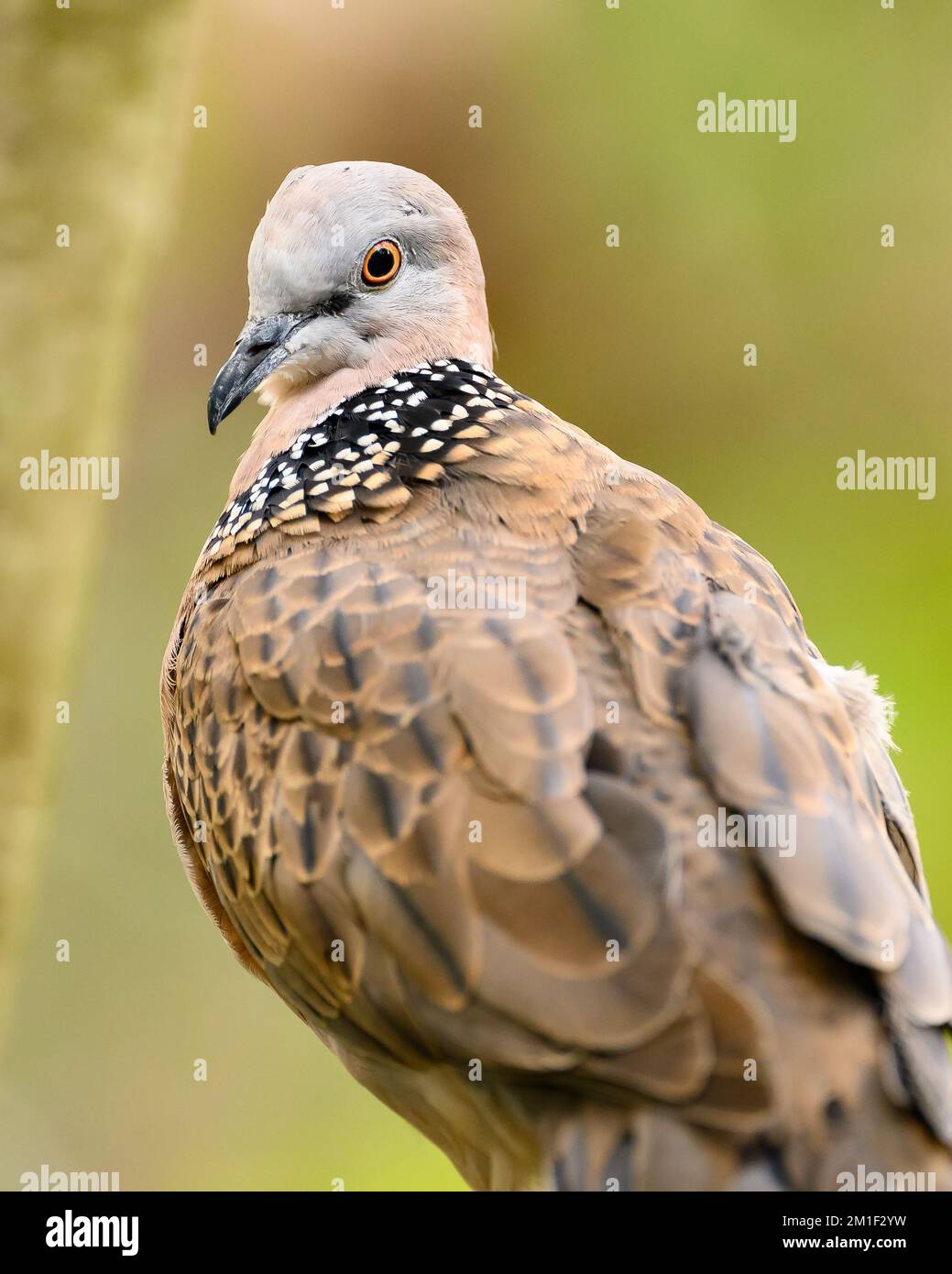 Common bronzewing, a native Australian pigeon at a nature reserve Stock ...