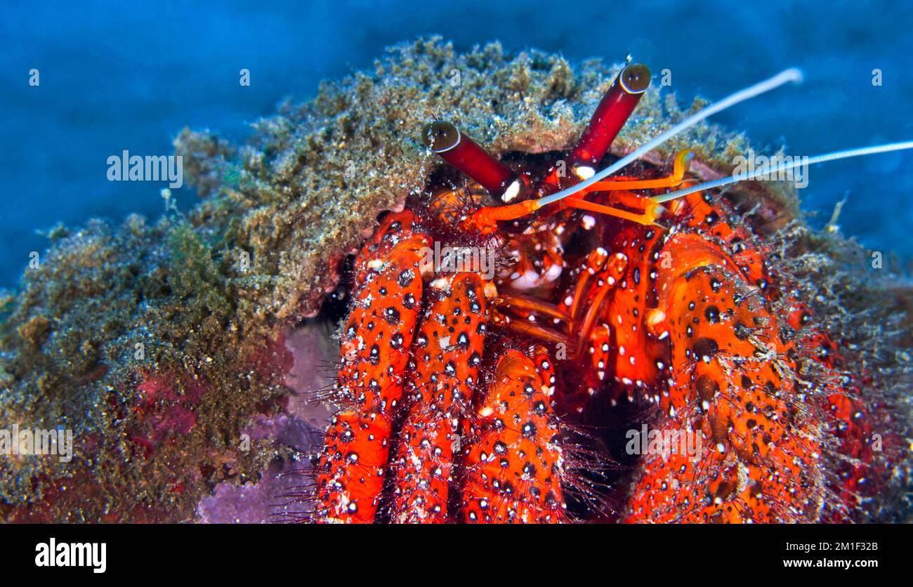 White Spotted Hermit Crab, Left-handed Hermit Crab, Dardanus megistos ...