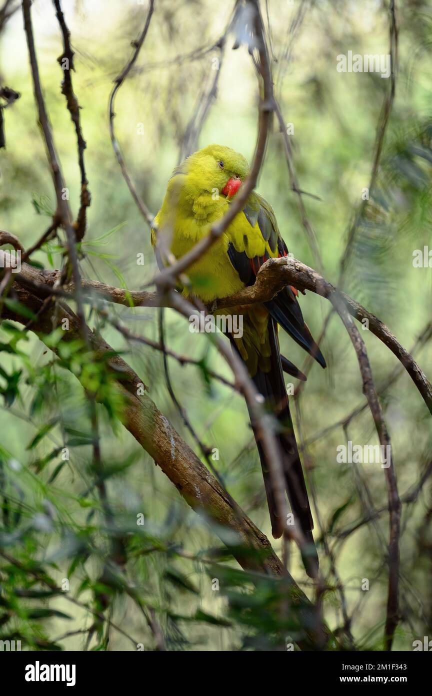 Parrot at an Australia nature reserve falling asleep on its perch Stock ...