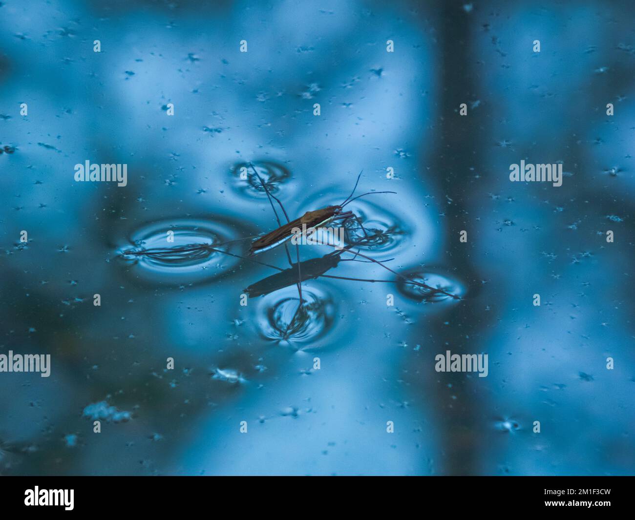 Bug walking on water hi-res stock photography and images - Alamy