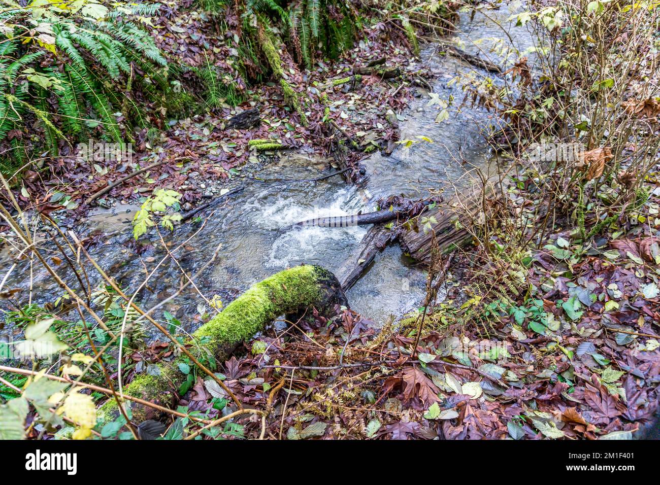 A stream at Dash Point State Park in Washington State. It is winter ...