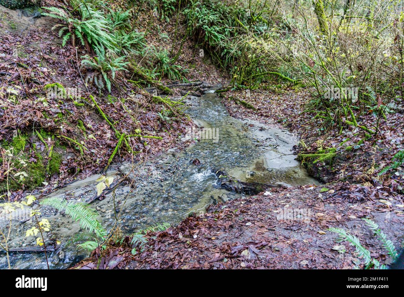 A stream at Dash Point State Park in Washington State. It is winter ...