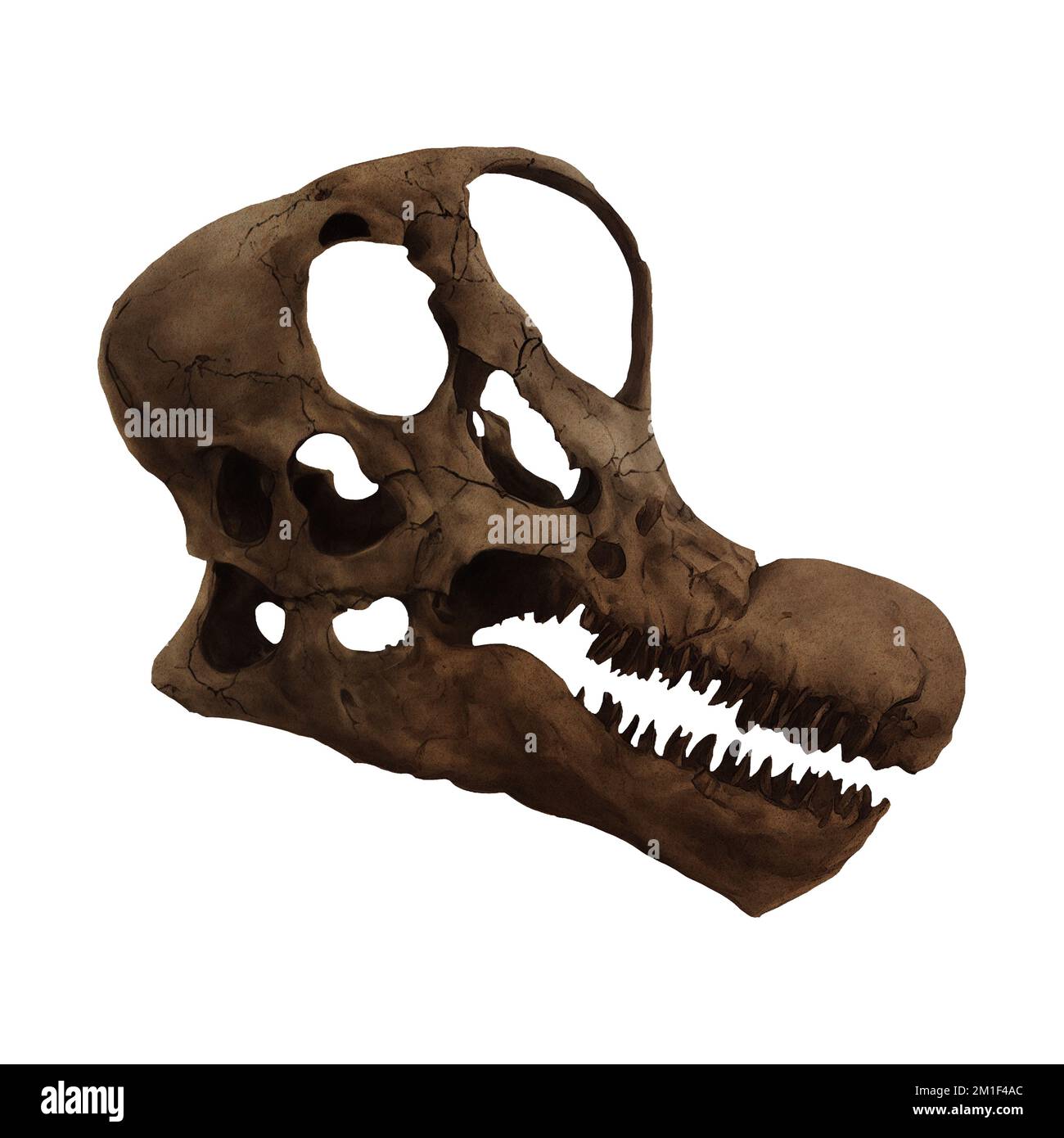 Brachiosaurus Fossils