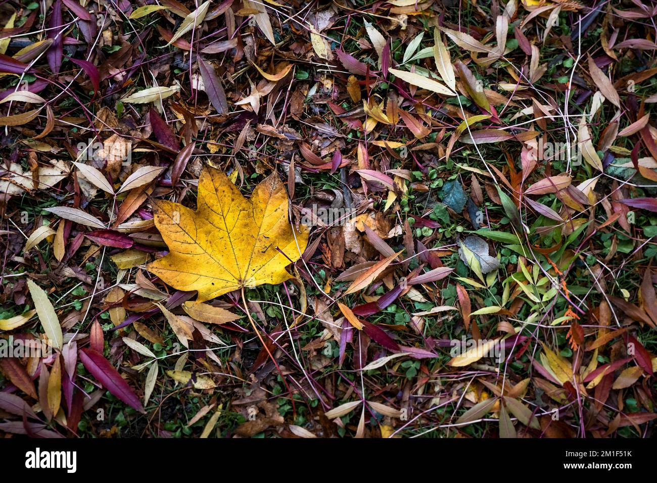 Vibrant rich golden colour of a dead Acer Maple leaf lying on the ...