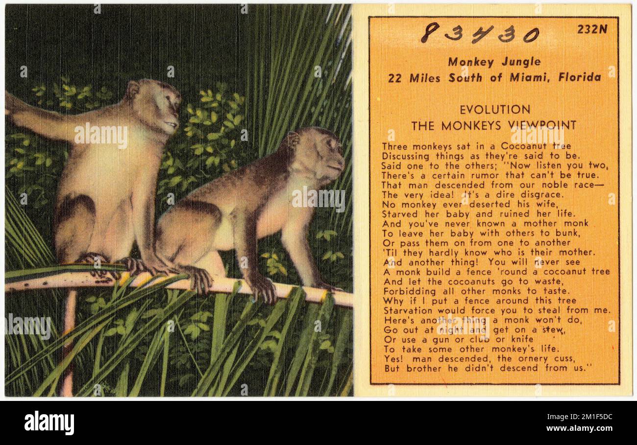 Monkey Jungle, 22 miles south of Miami, Florida , Tichnor Brothers ...