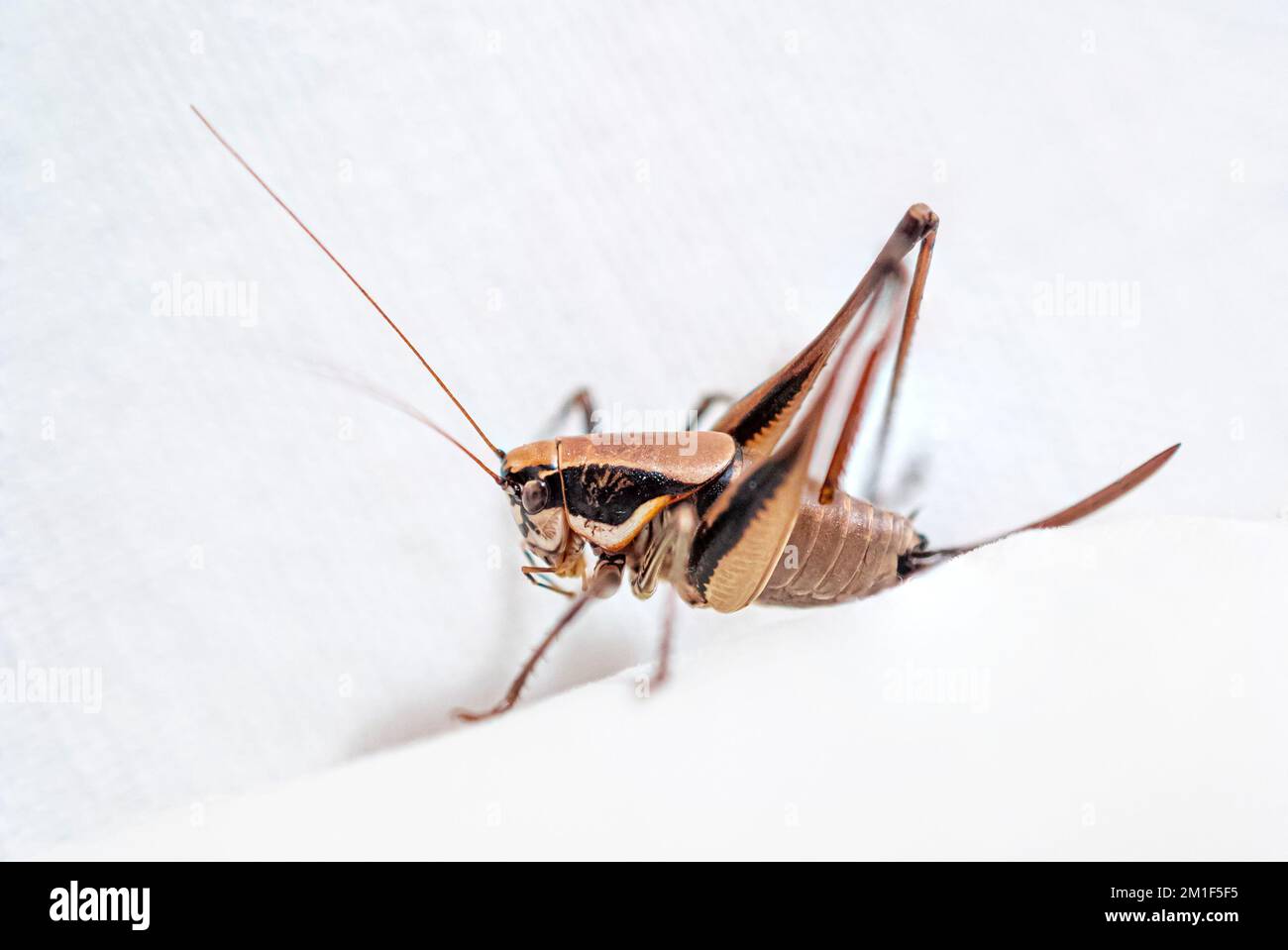 Grasshopper fabric hi-res stock photography and images - Alamy