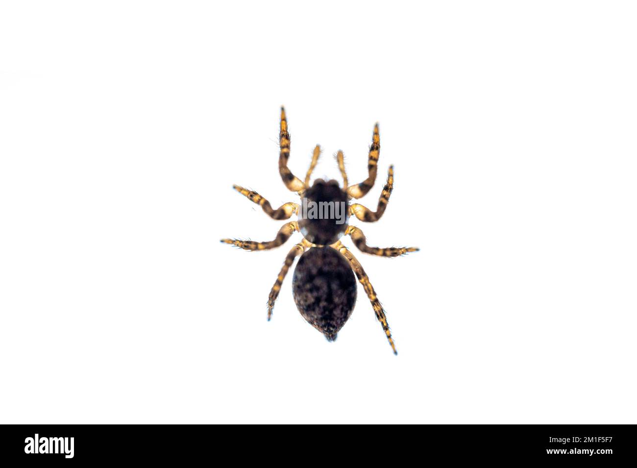 A top view of a spider isolated on a white background Stock Photo - Alamy