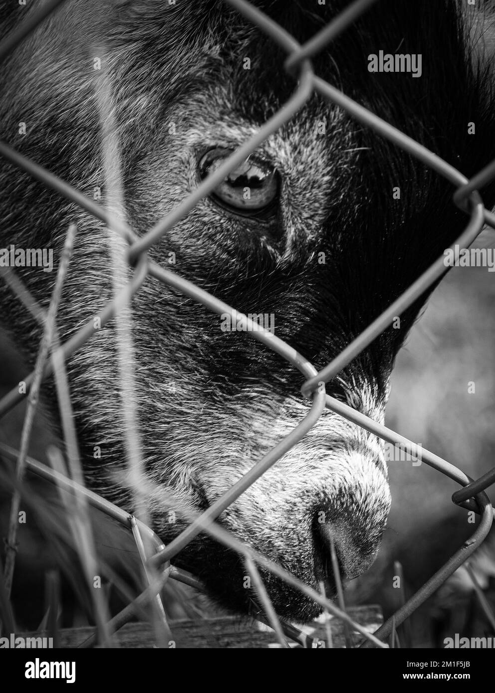 Goat behind fence hi-res stock photography and images - Alamy