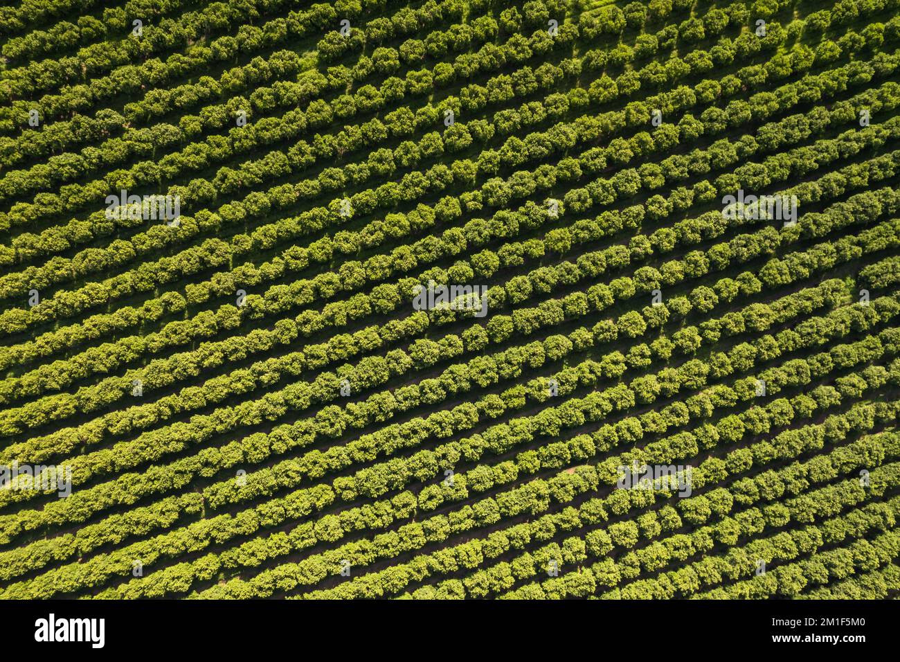 Top down view of orchards with fruit trees Stock Photo - Alamy