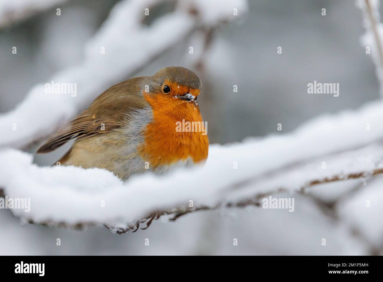Robin winter scene hi-res stock photography and images - Alamy