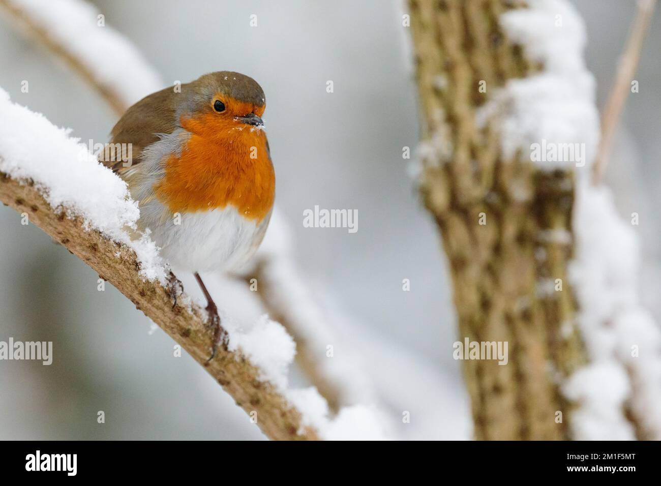 UK WEATHER. Wembley, UK. 12th December 2022. European Robin (Erithacus ...