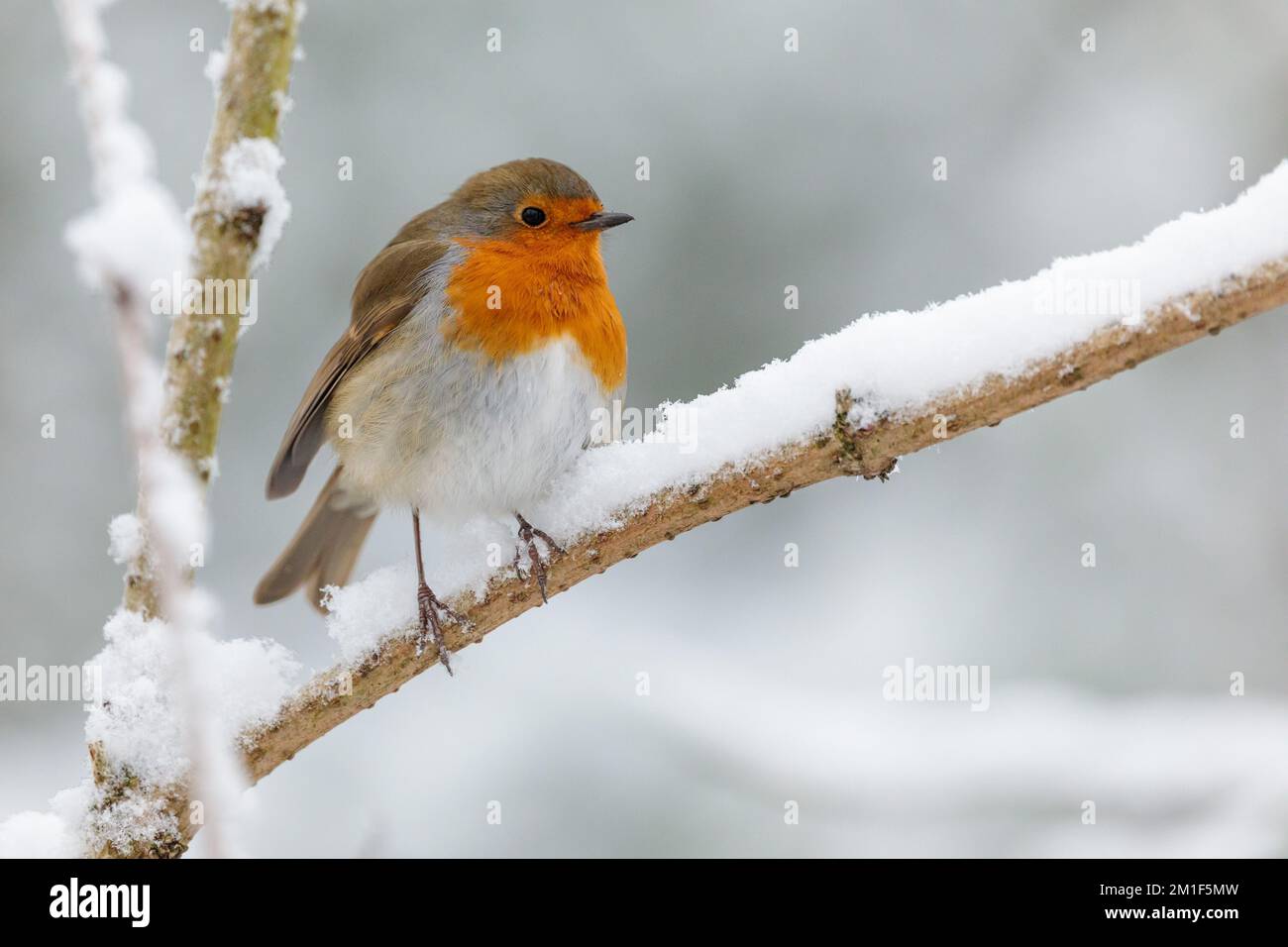Robin winter scene hi-res stock photography and images - Alamy