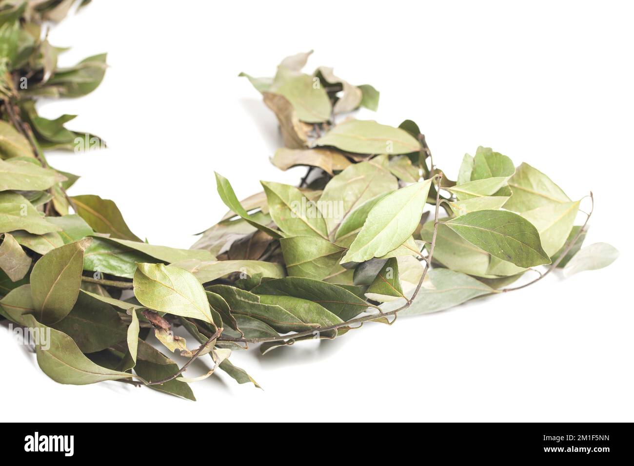 Wreath of laurel leaves isolated on white. Dried laurel leaf seasoning ...