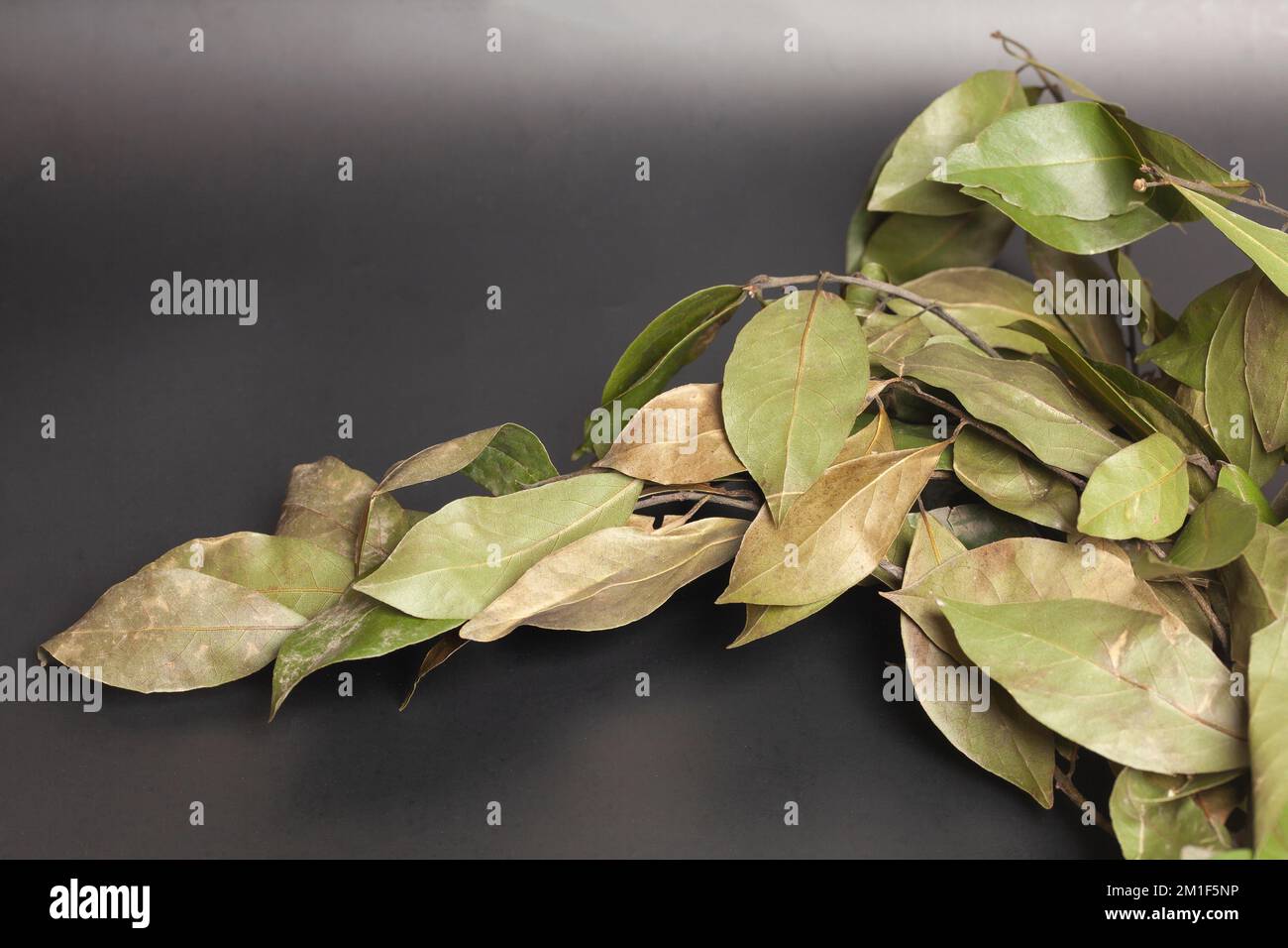 Dry bay leaves on black background. Dried laurel leaf seasoning Stock ...