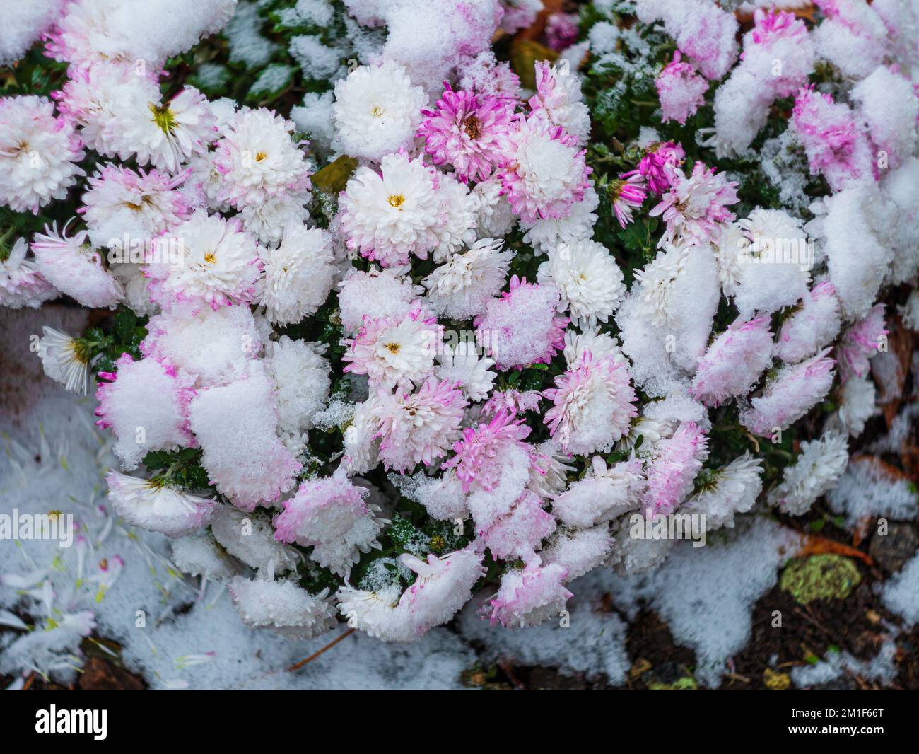 Blooming white purple chrysanthemum flowers covered with fresh snow ...