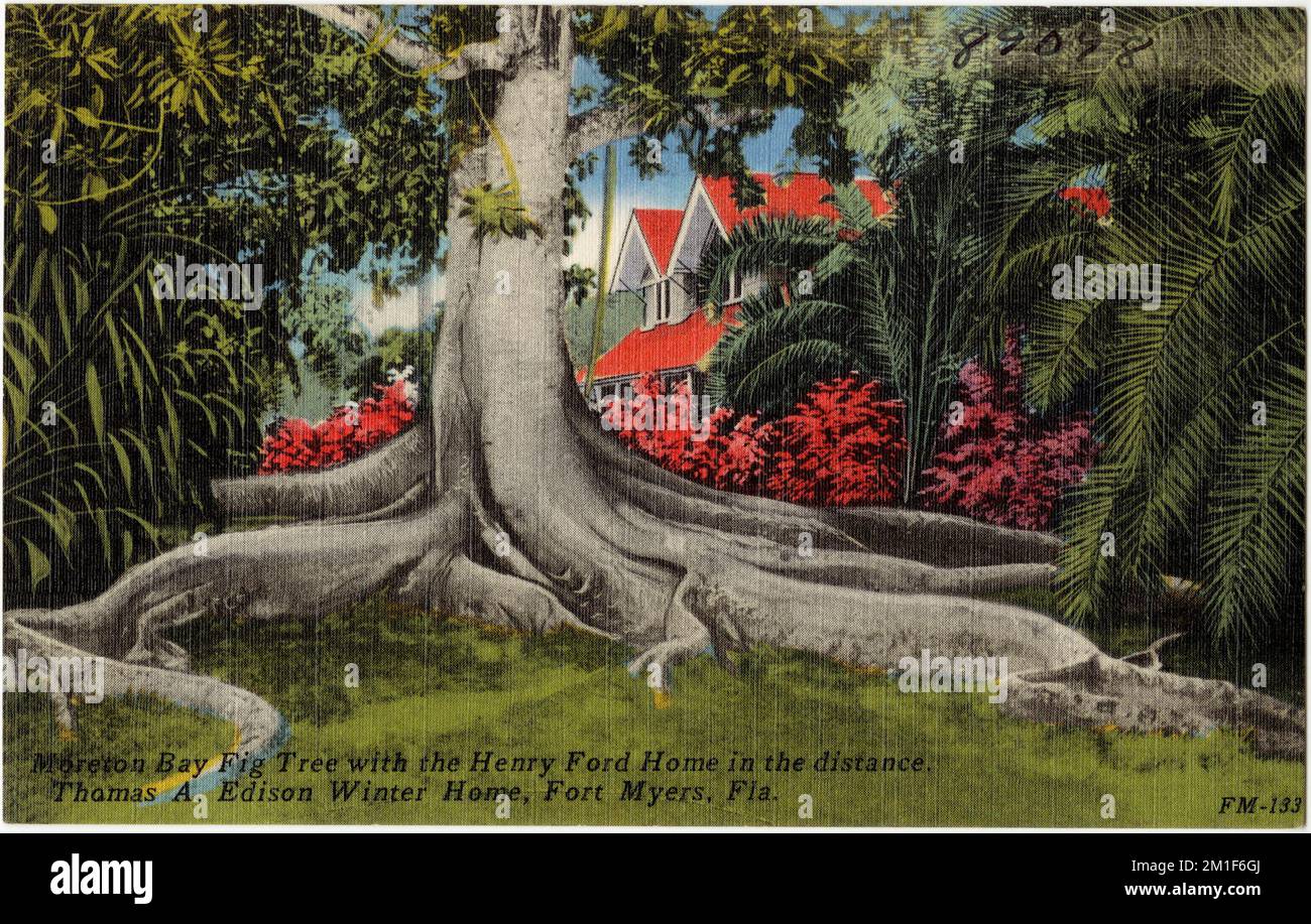 Moreton Bay fig tree with the Henry Ford Home in the distance, Thomas A ...
