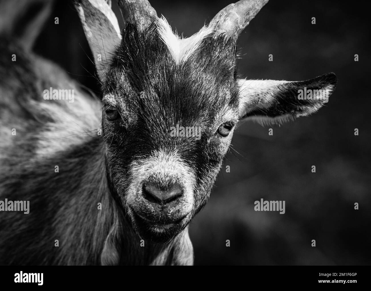 Close-up of a young goat in black and white Stock Photo - Alamy