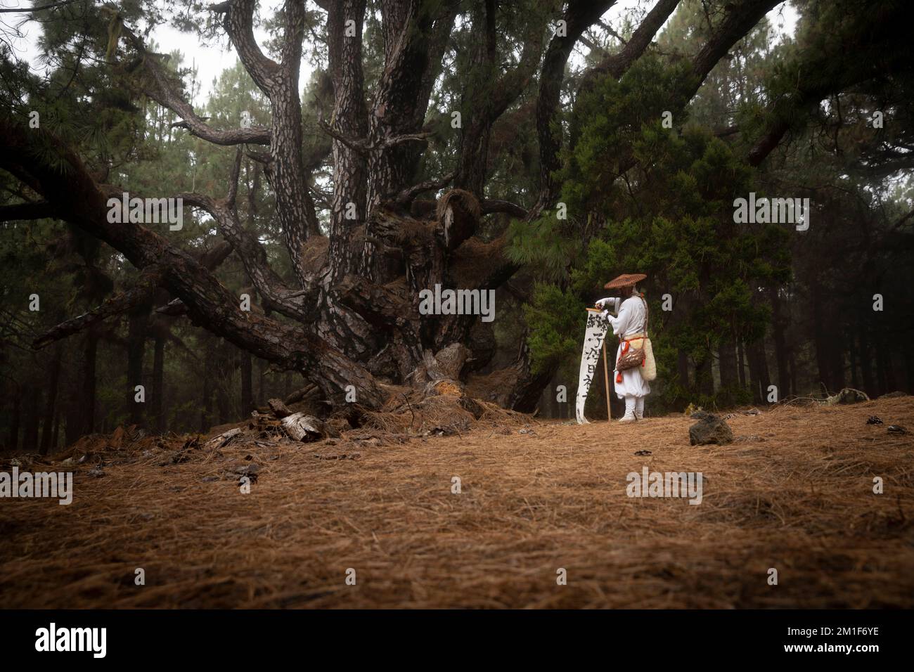 shugendo monk standing and praying in front of large pine tree, el ...