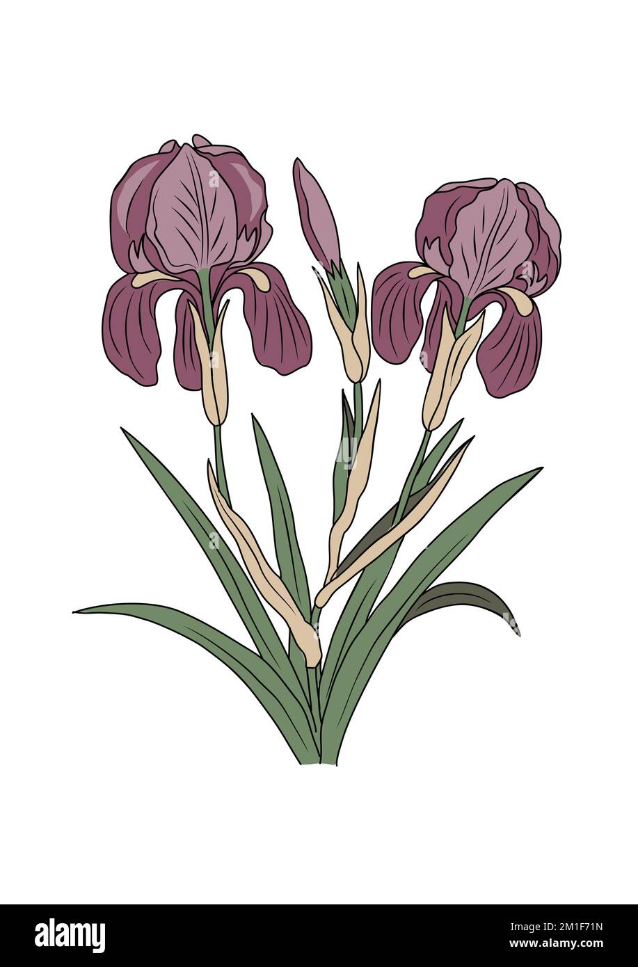 Botanical drawing of Iris February birth month flower Stock Vector ...
