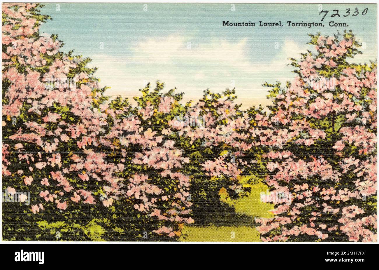 Mountain Laurel, Torrington, Conn. , Mountains, Tichnor Brothers ...