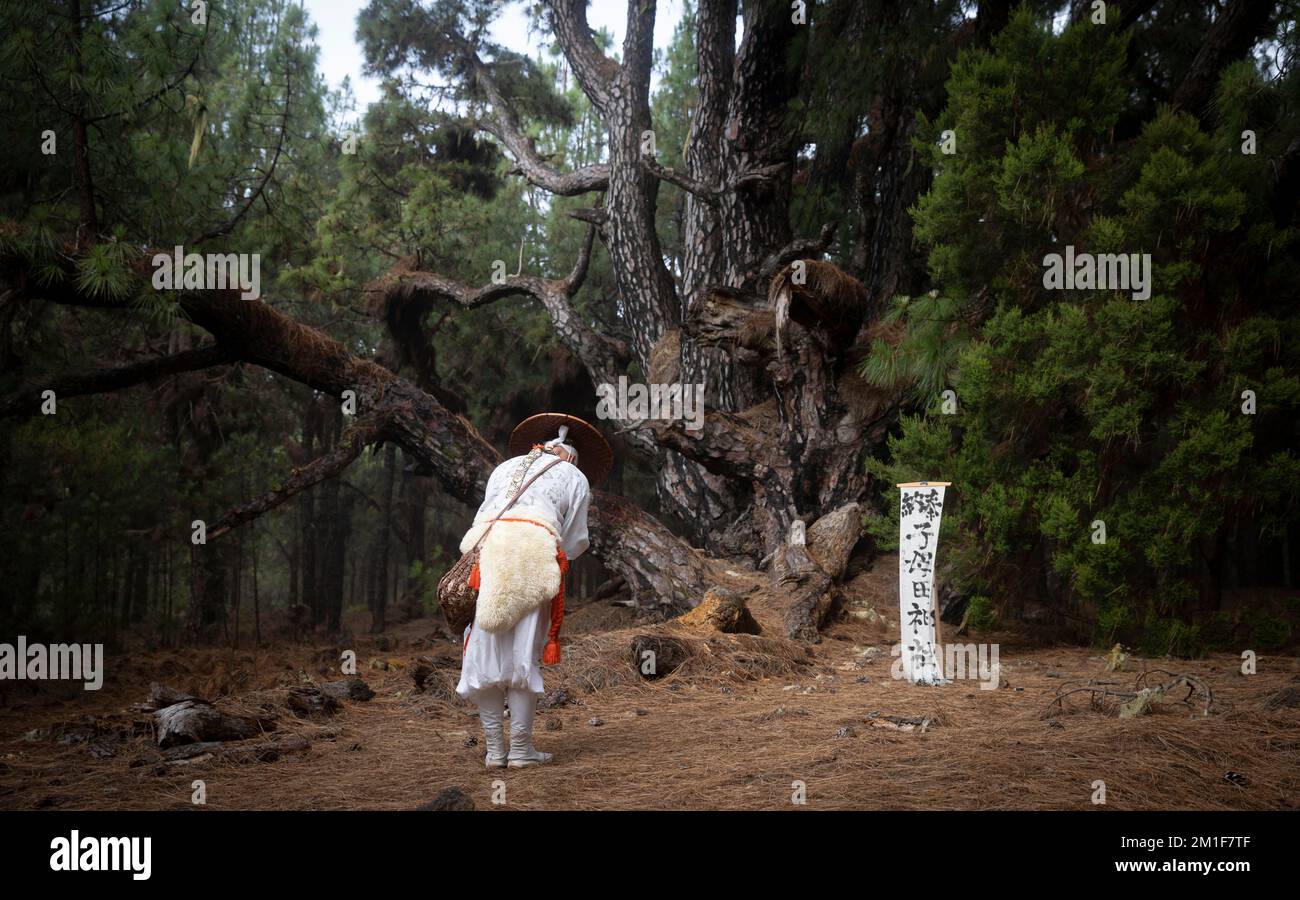 shugendo monk standing and praying in front of large pine tree, el ...