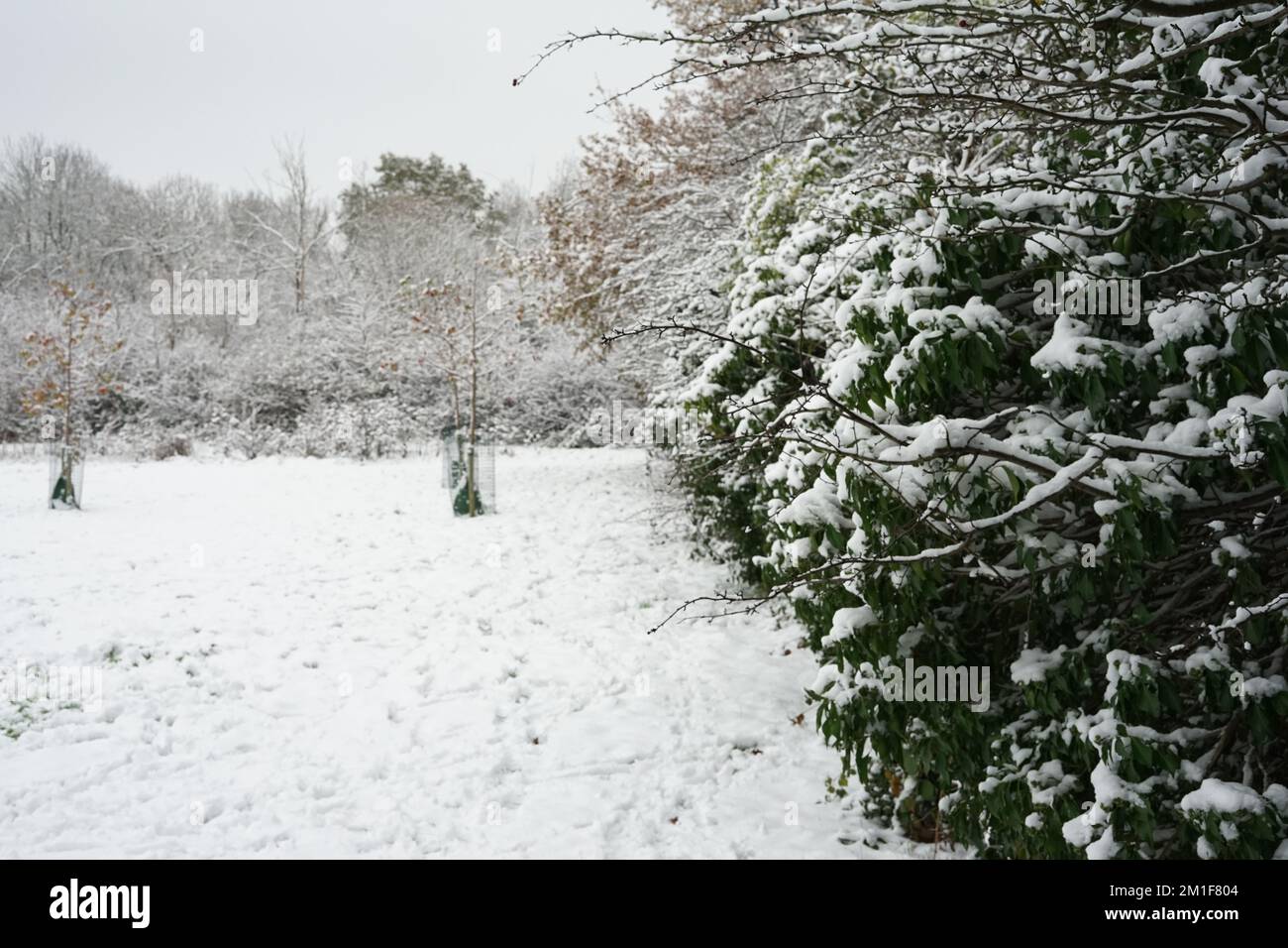 A snow-covered Montrose Pk on the 12-12-2022, in Barnet, London ...