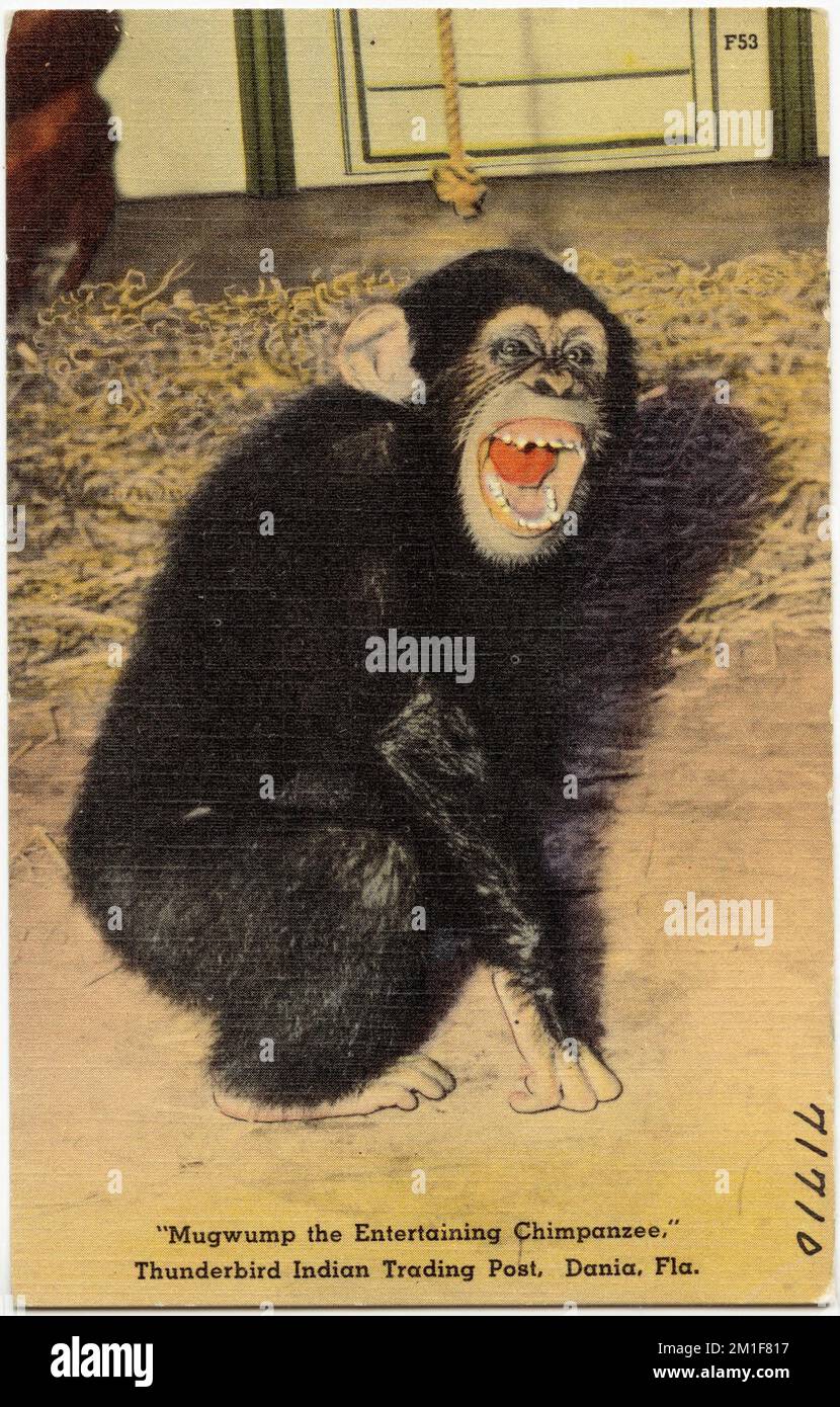 Mugwump hi-res stock photography and images - Alamy