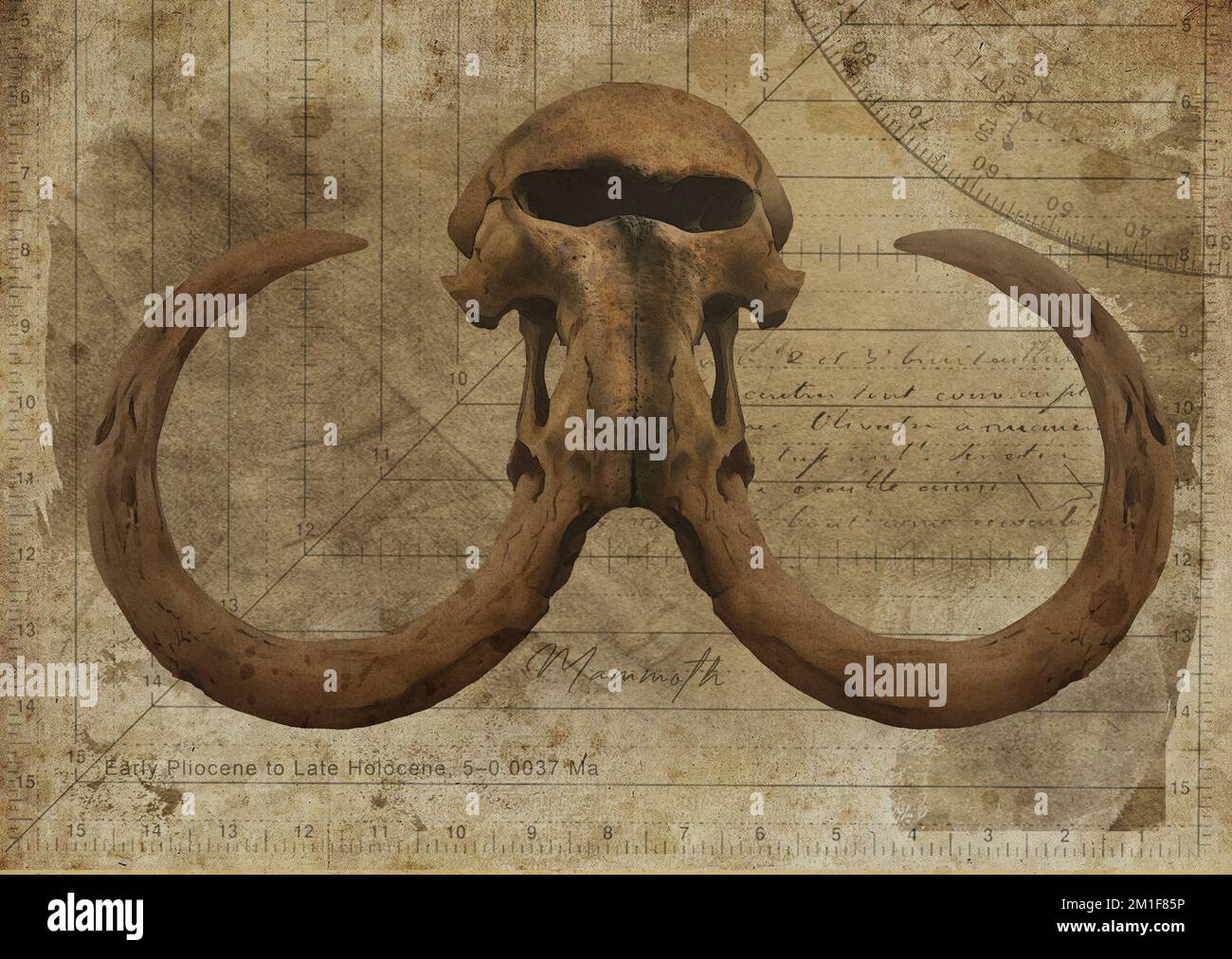 Mammoth Extinct Elephantid Skull Art Study Old Textured Paper Vintage ...