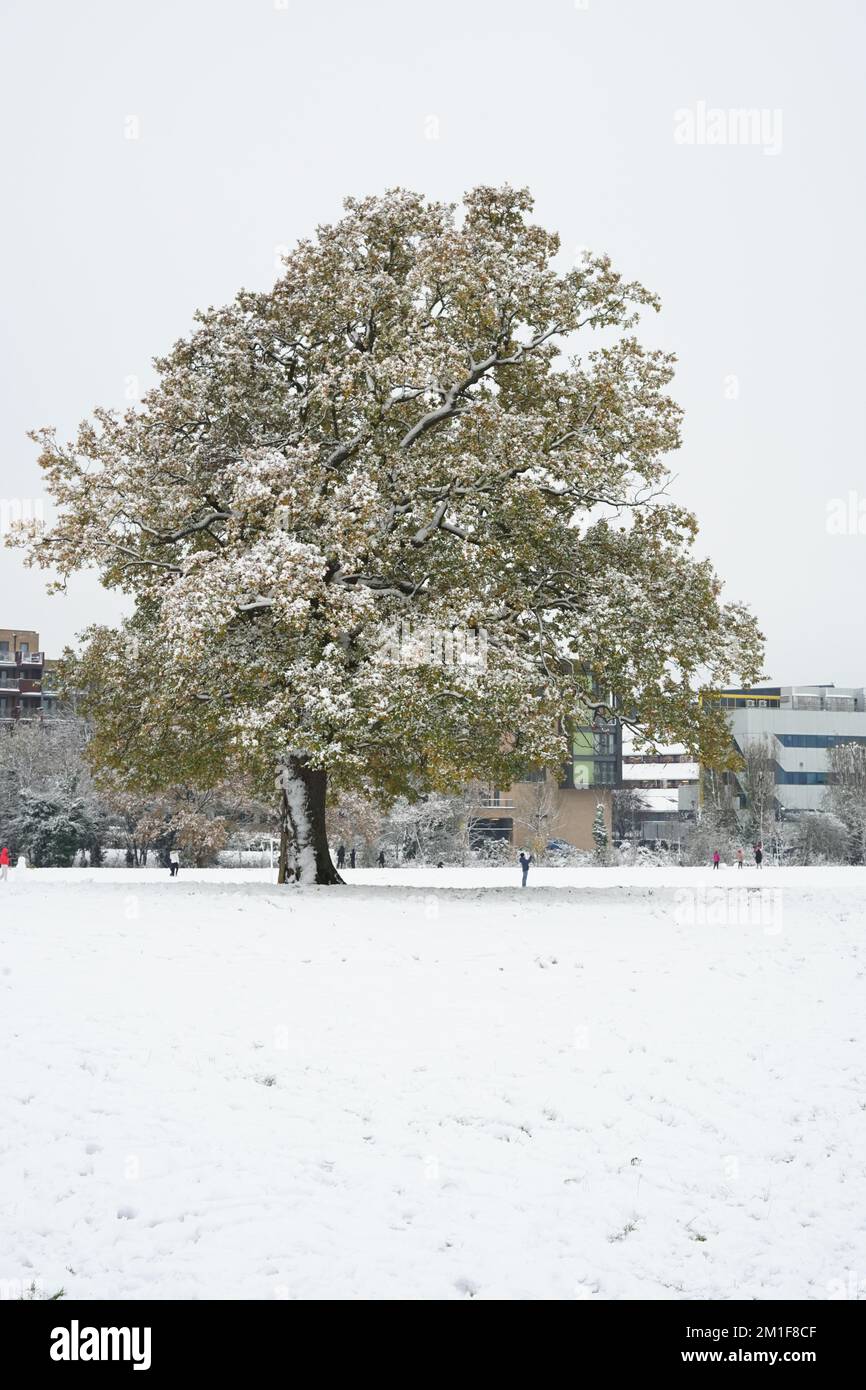 A snow-covered Montrose Pk on the 12-12-2022, in Barnet, London ...