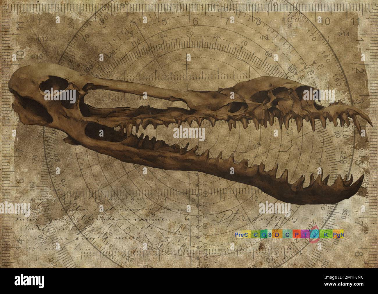 Dinosaur Skull Anatomy