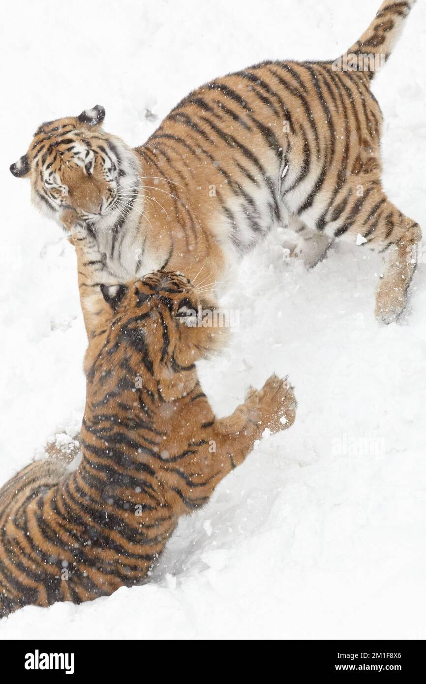 Playfighting. Sumatran and Amur Tigers play durring a snowy weekend at ...
