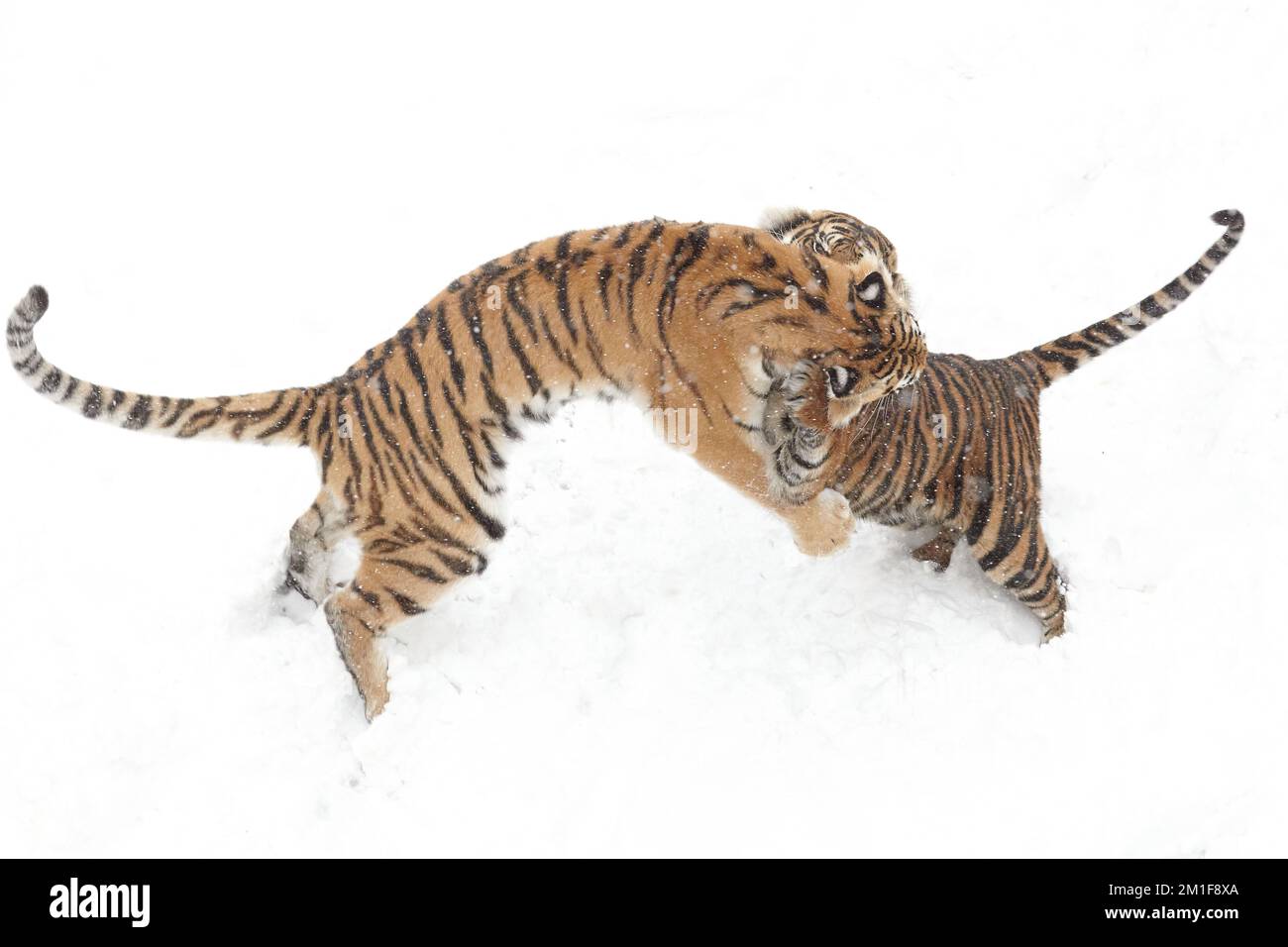 Snow attack. Sumatran and Amur Tigers play durring a snowy weekend at ...