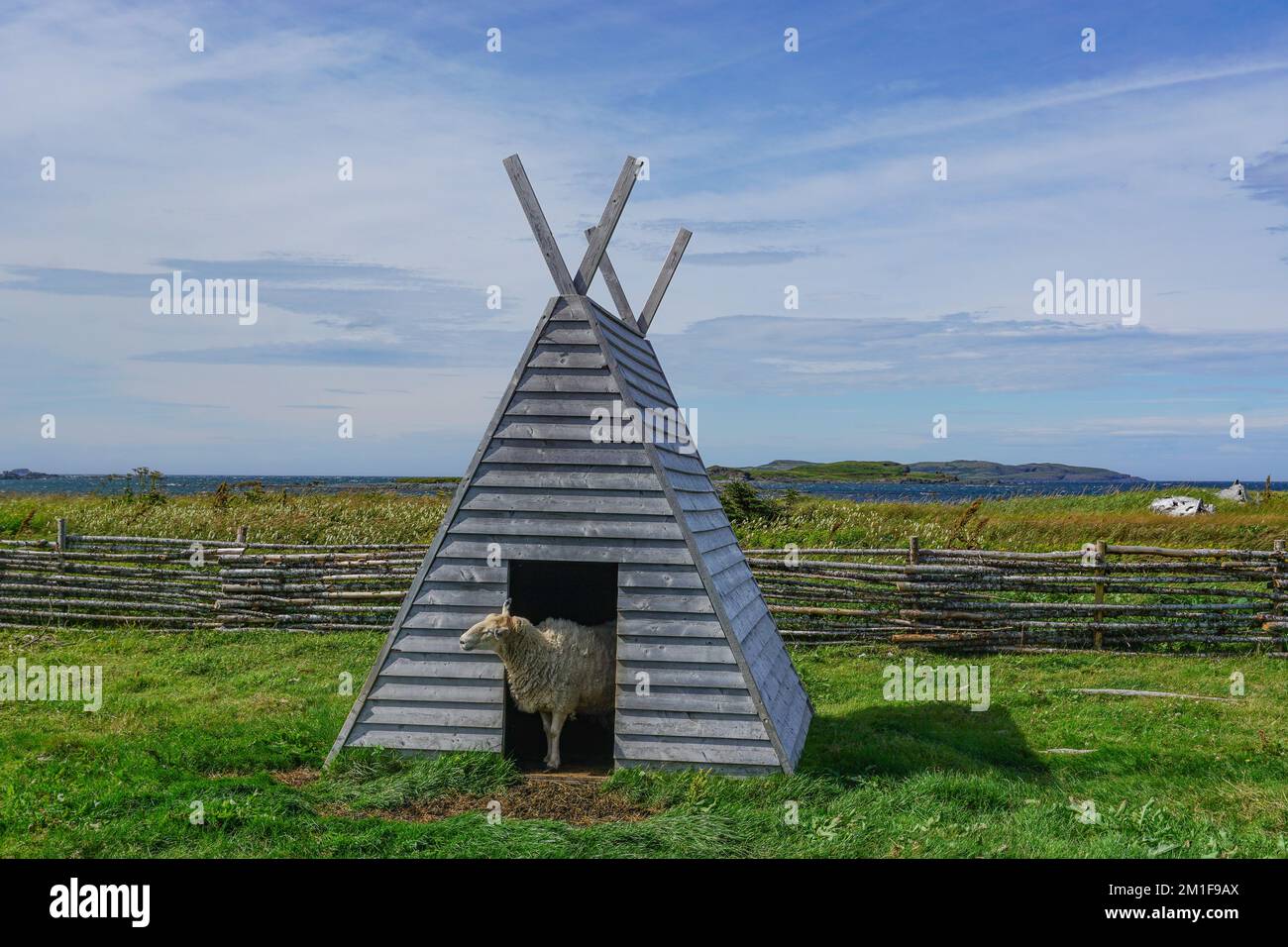 Norstead, Newfoundland, Canada: A sheep in a shelter at the Norstead ...
