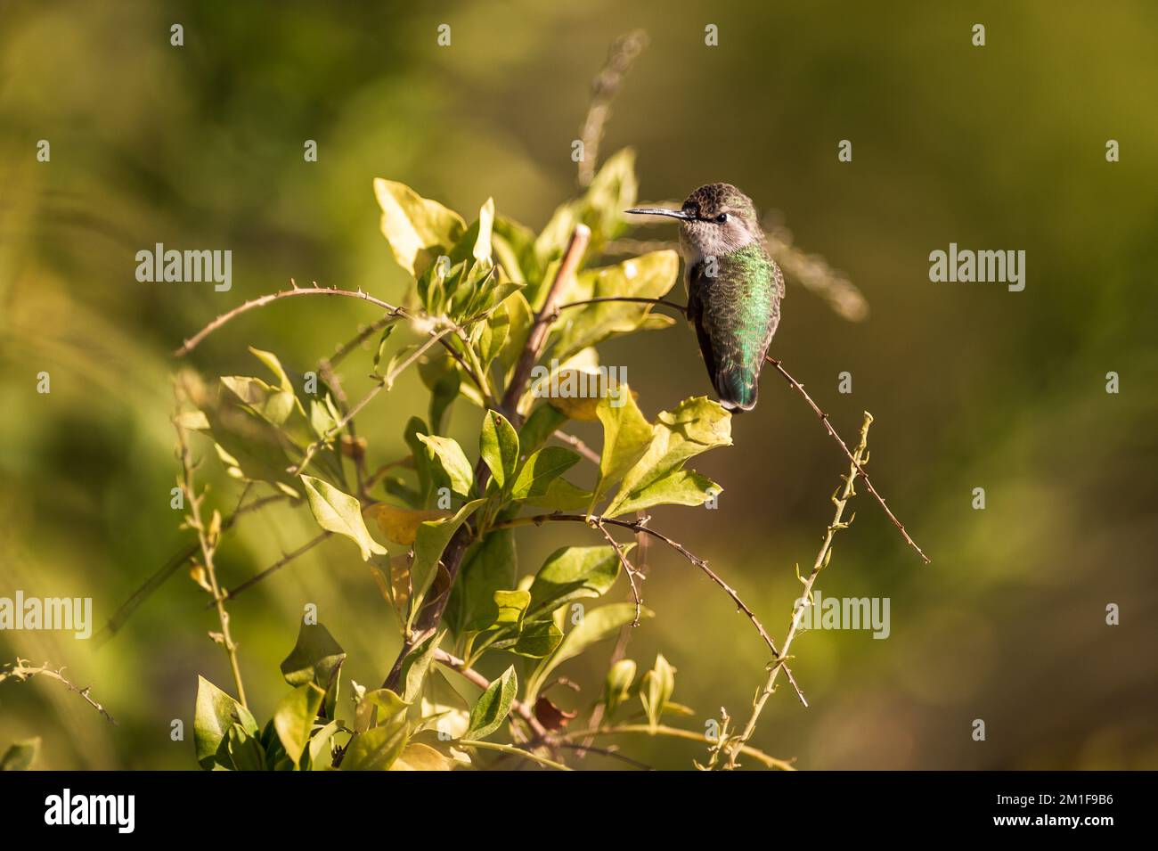 Anna's hummingbird is a medium-sized bird species of the family ...