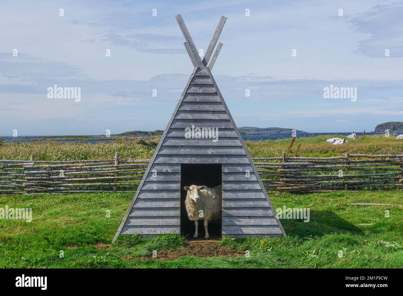 Norstead, Newfoundland, Canada: A sheep in a shelter at the Norstead ...