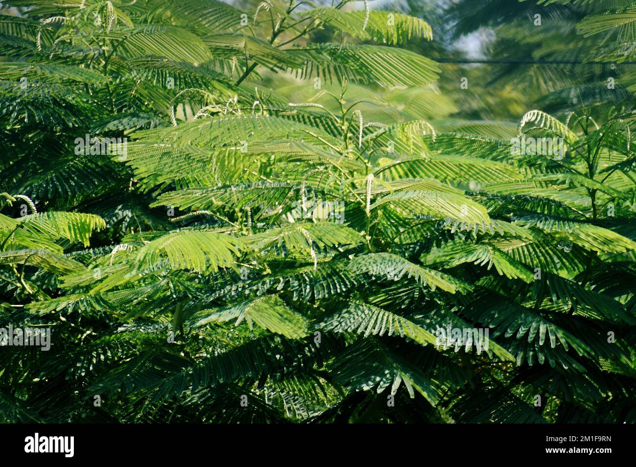 Schizolobium parahyba hi-res stock photography and images - Alamy