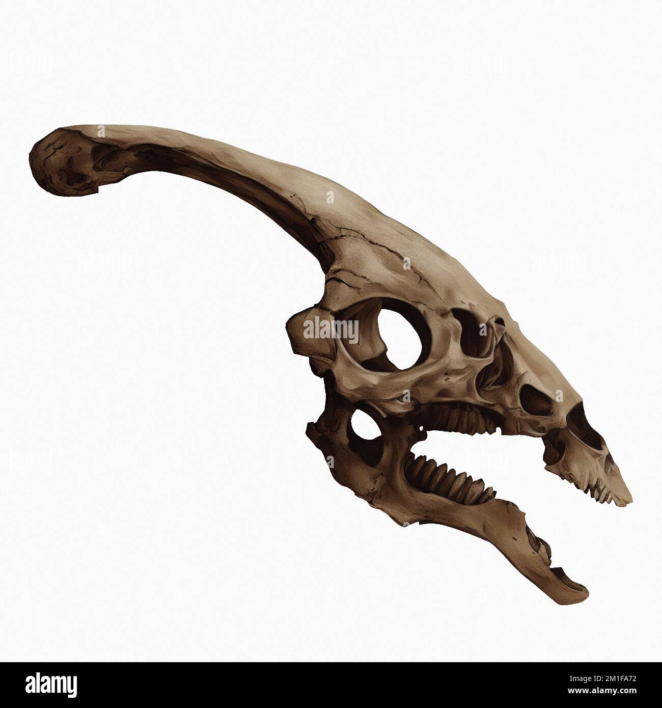 Parasaurolophus Skull Size