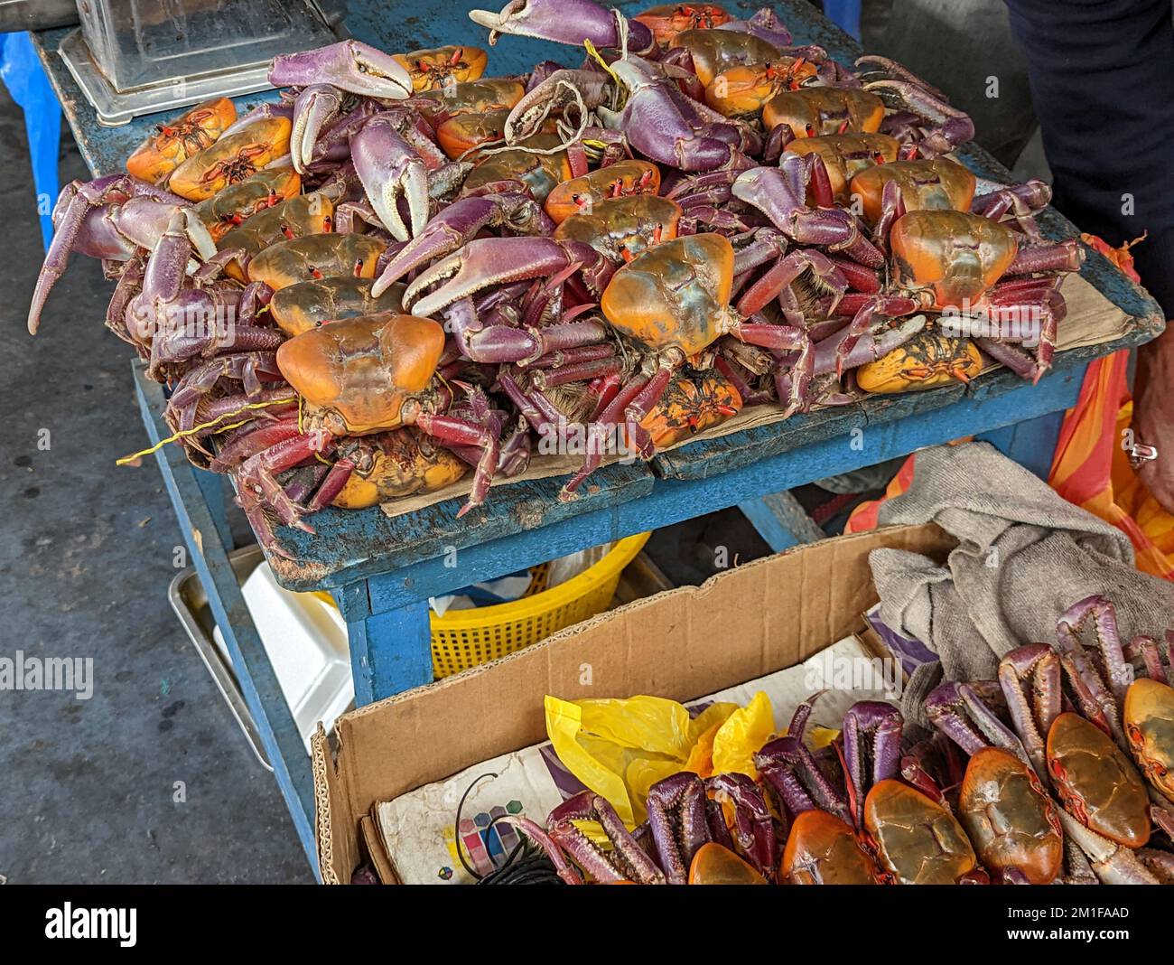 live crayfish in a market in latin america Stock Photo - Alamy