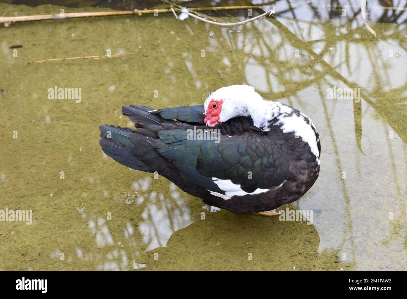 A domestic Muscovy duck scratching the feathers on the lake Stock Photo ...